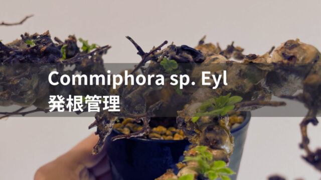 【発根管理成功】コミフォラエイル/Commiphora eylの発根管理に必要なポイントとは？